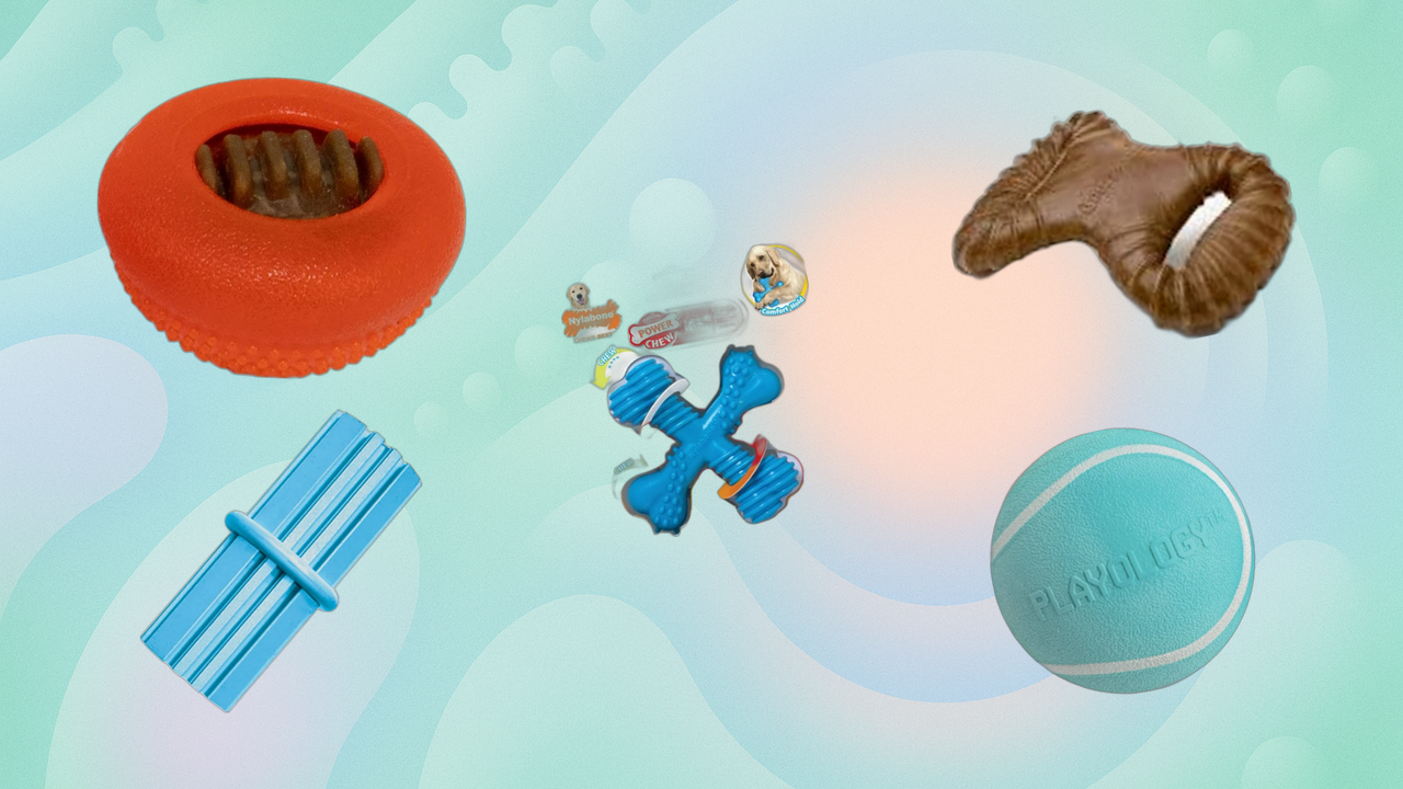 Dental Toys for Dogs That Make Oral Health a Happy Treat