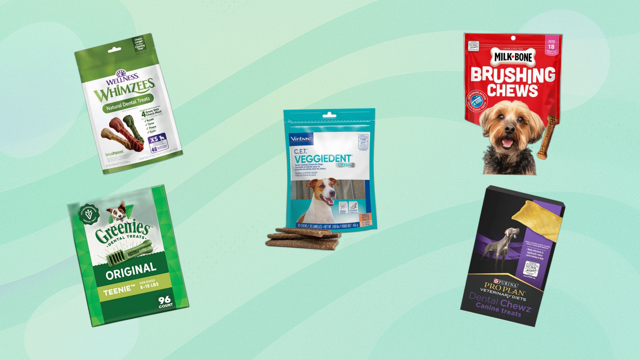 Top-Rated Dental Chews for Small Dogs: Keep Teeth Healthy